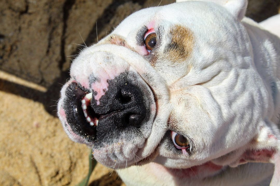 English Bulldog Cherry Eye: Causes, Symptoms, and Treatment Options.