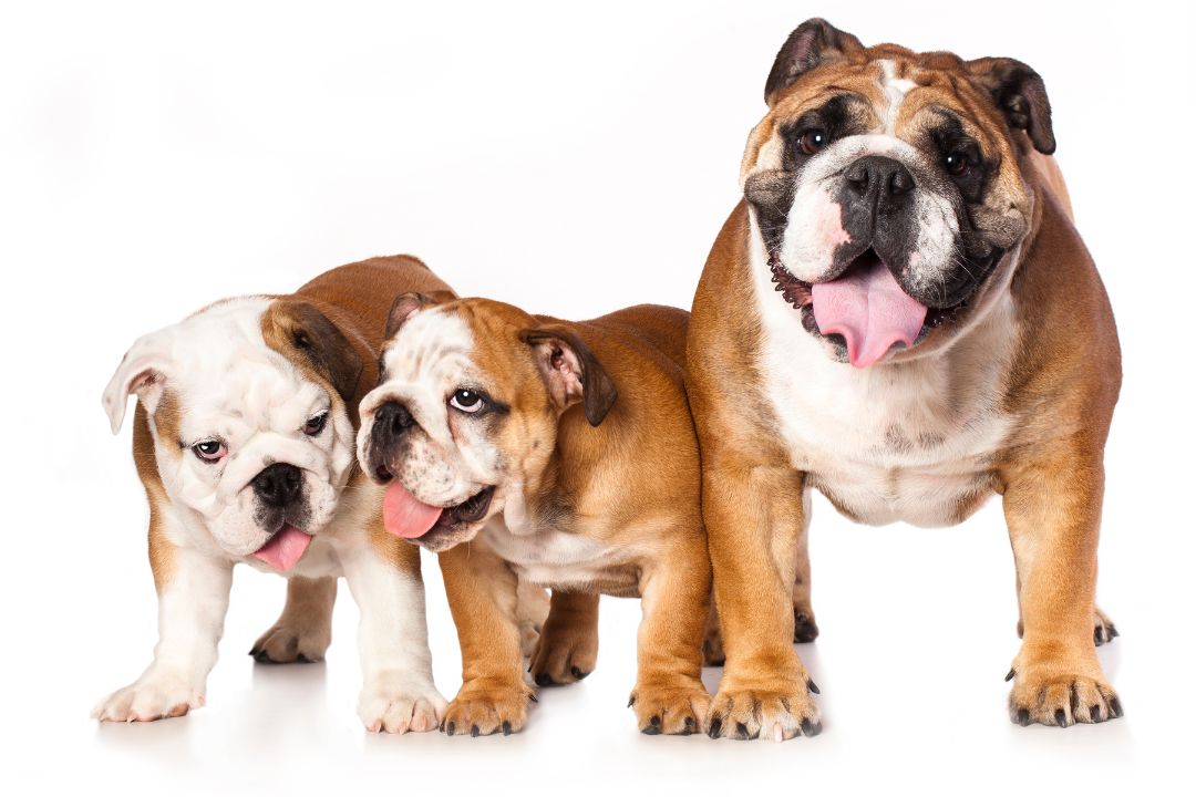 English Bulldog Breed