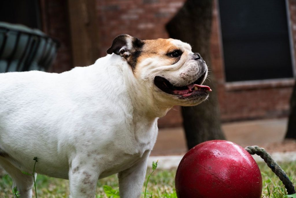How to Train English Bulldog: A Step-by-Step Guide