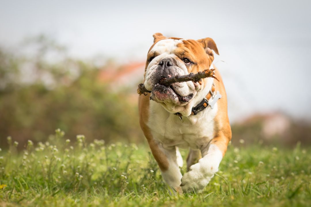 How to Train English Bulldog: A Step-by-Step Guide