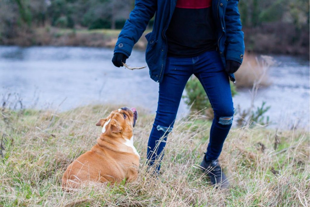 How to Train English Bulldog: A Step-by-Step Guide