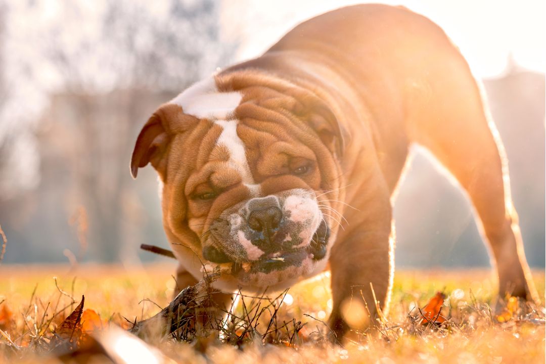 10 Common English bulldog Health issues to Look Out for