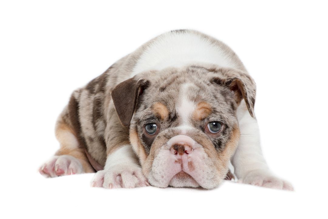 10 Common English bulldog Health issues to Look Out for