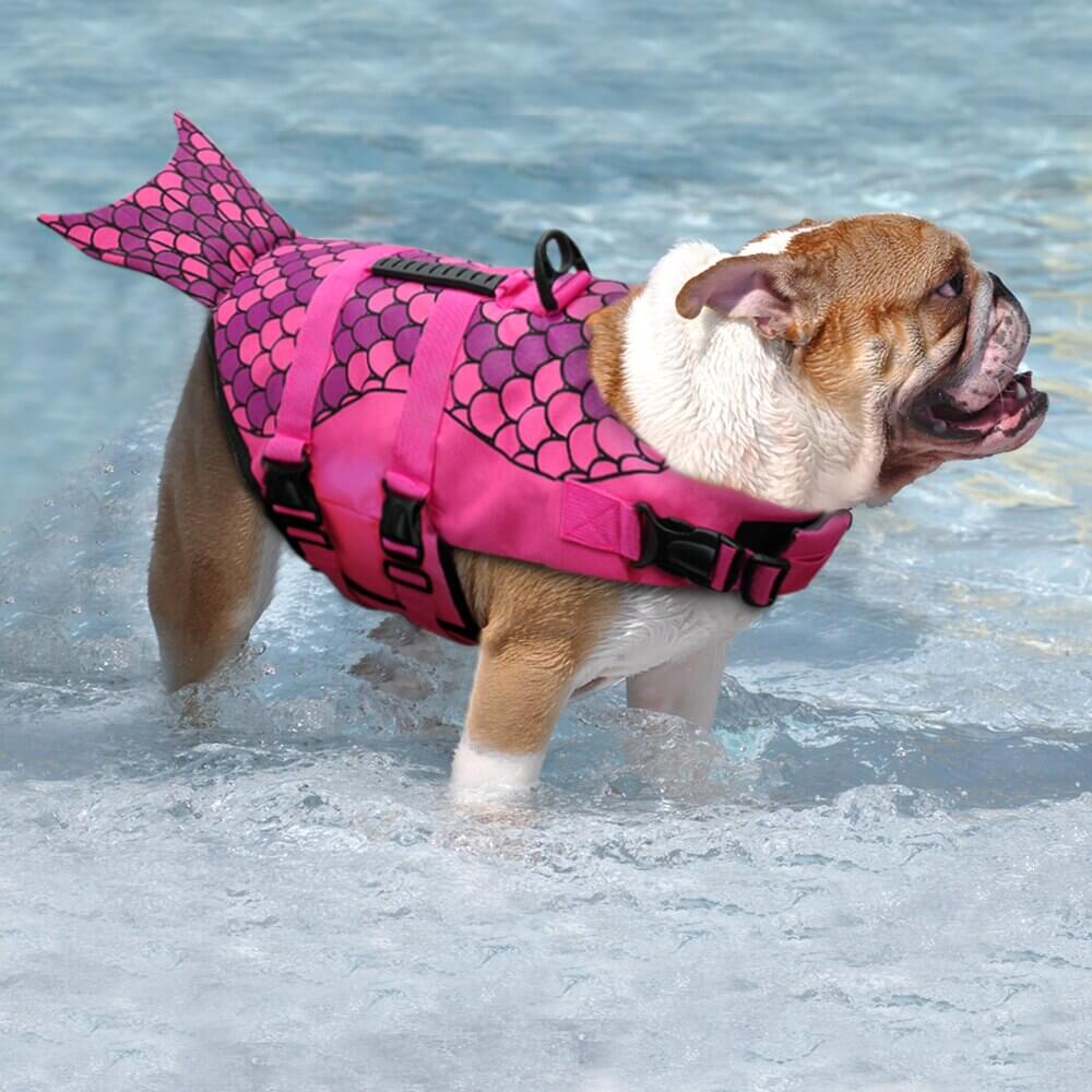 Top 5 English Bulldog Water Life Jackets (Best Choice)