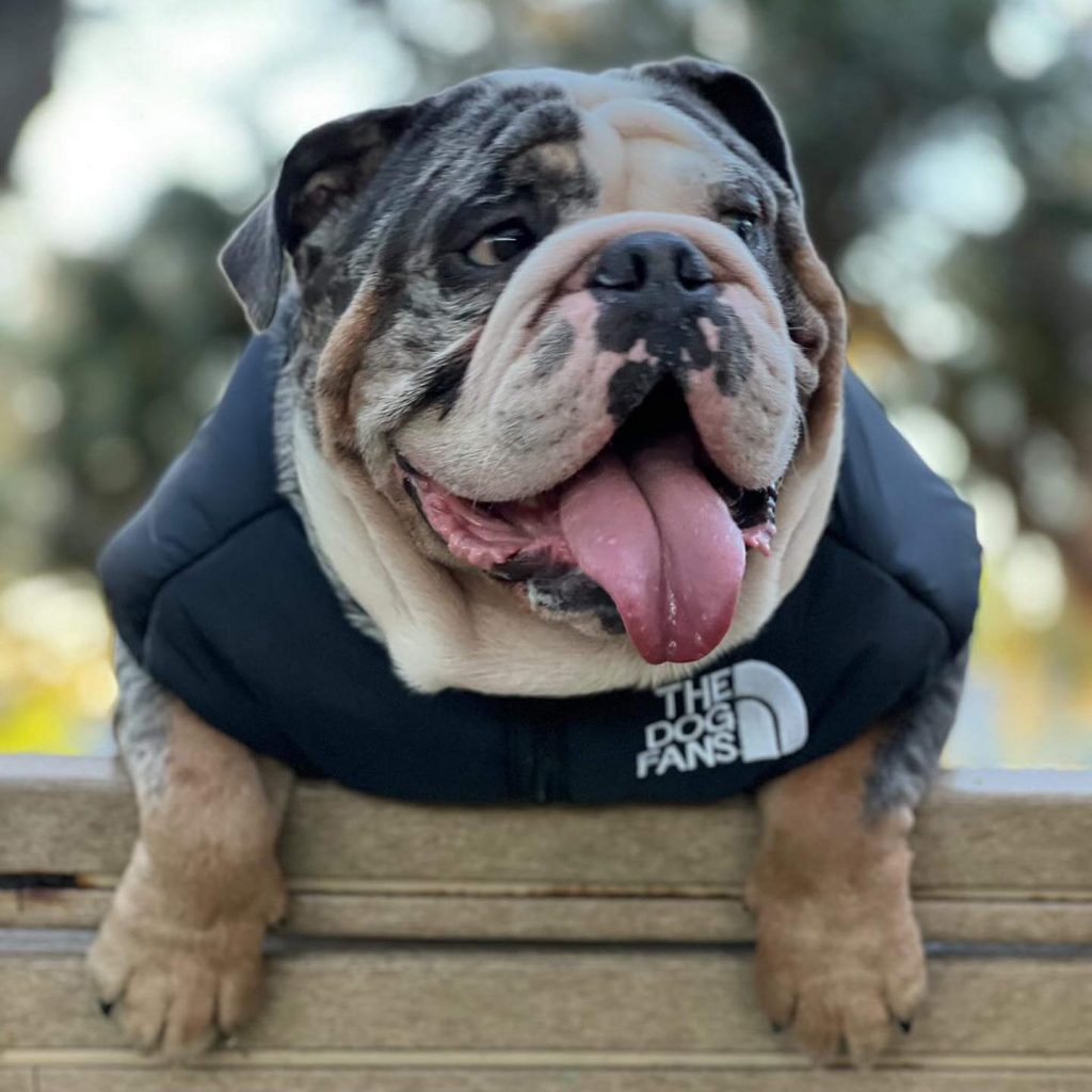The Top 10 Best English Bulldog Jackets & Coats