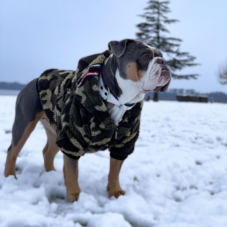 The Top 10 Best English Bulldog Jackets & Coats