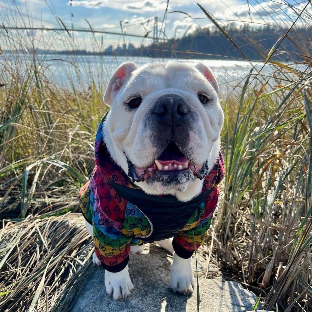 The Top 10 Best English Bulldog Jackets & Coats