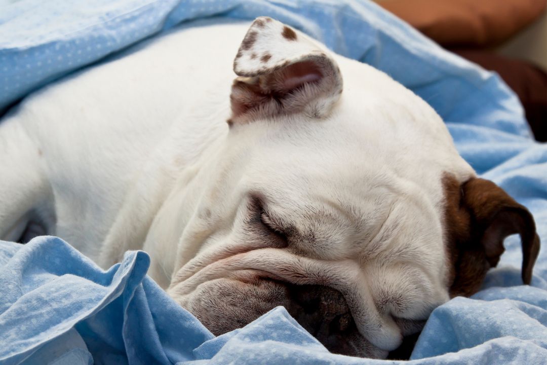 Why Do English Bulldog Sleep So Much? – Explained