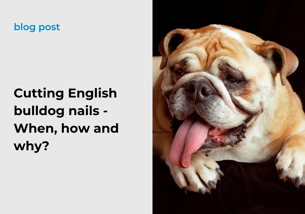 Cutting English bulldog nails - When, how and why?