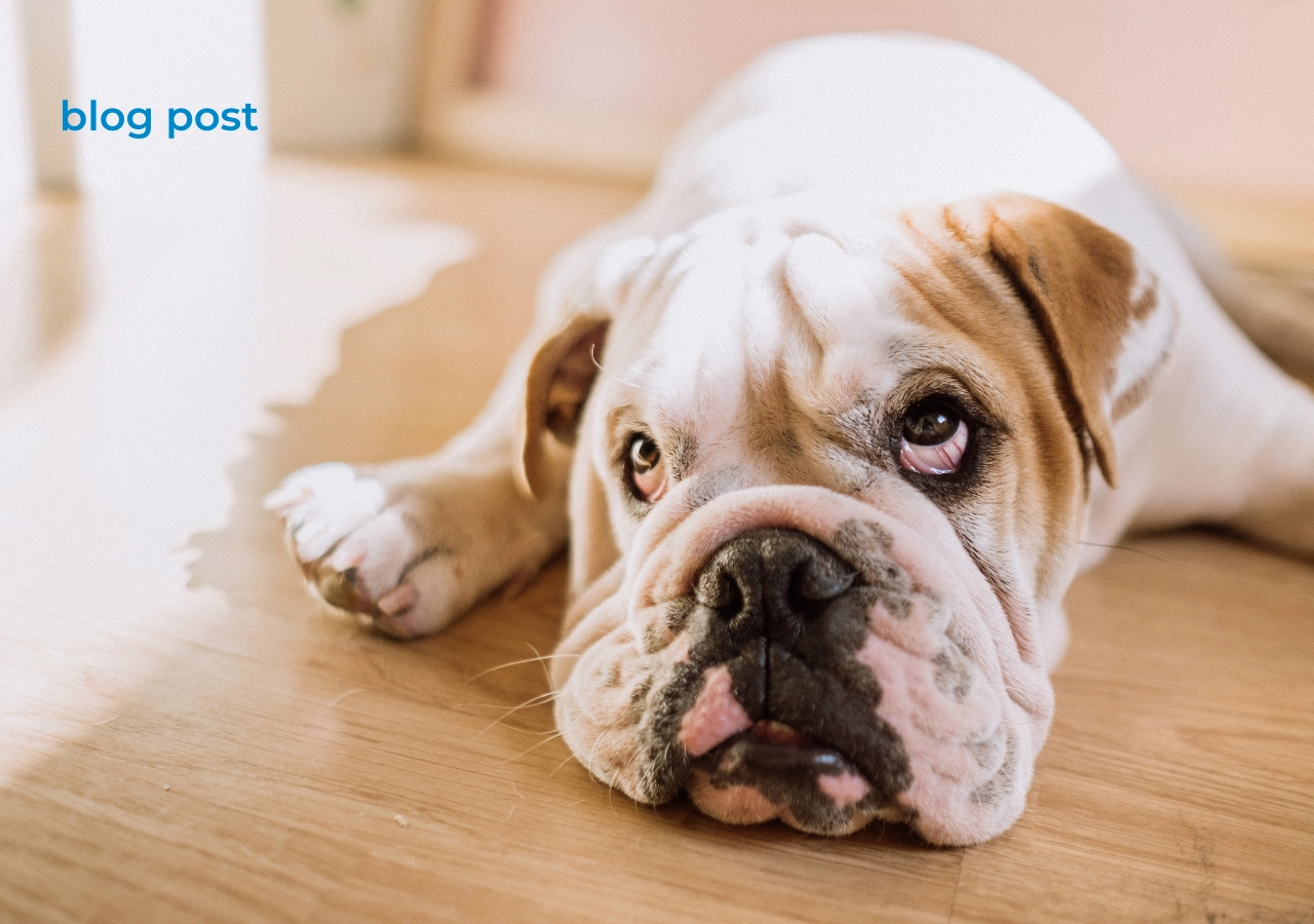 Why do Bulldogs fart so much and what can you do?