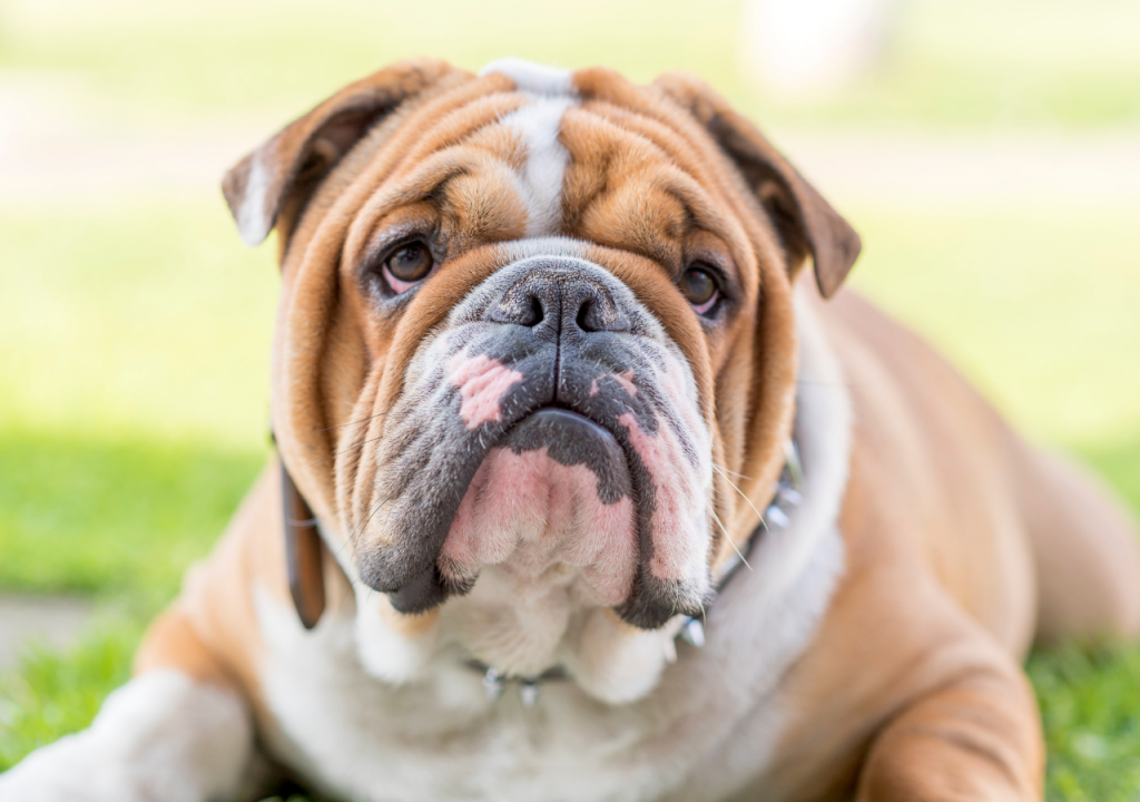 English Bulldog Skin Bumps: Causes, Care & Prevention - English Bulldog ...