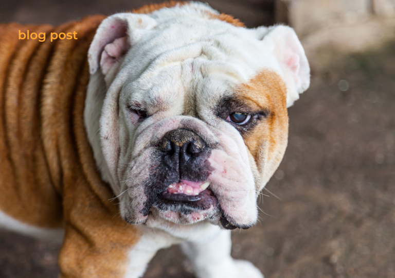 English Bulldog Skin Bumps: Causes, Care & Prevention - English Bulldog ...