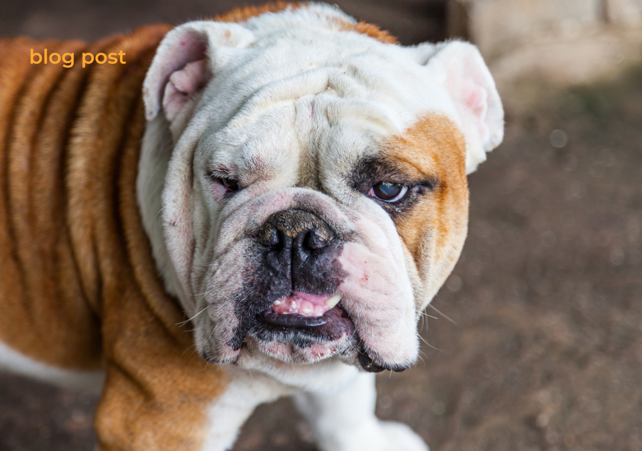 English Bulldog Skin Bumps: Causes, Care & Prevention - English Bulldog ...