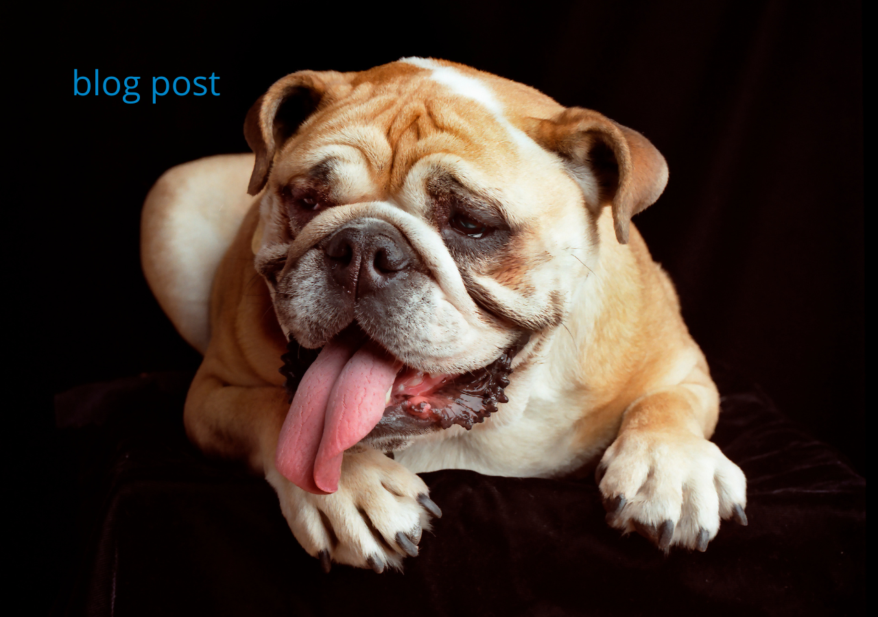 Why Is My English Bulldog Drooling Excessively? Top 8 Reasons - English ...