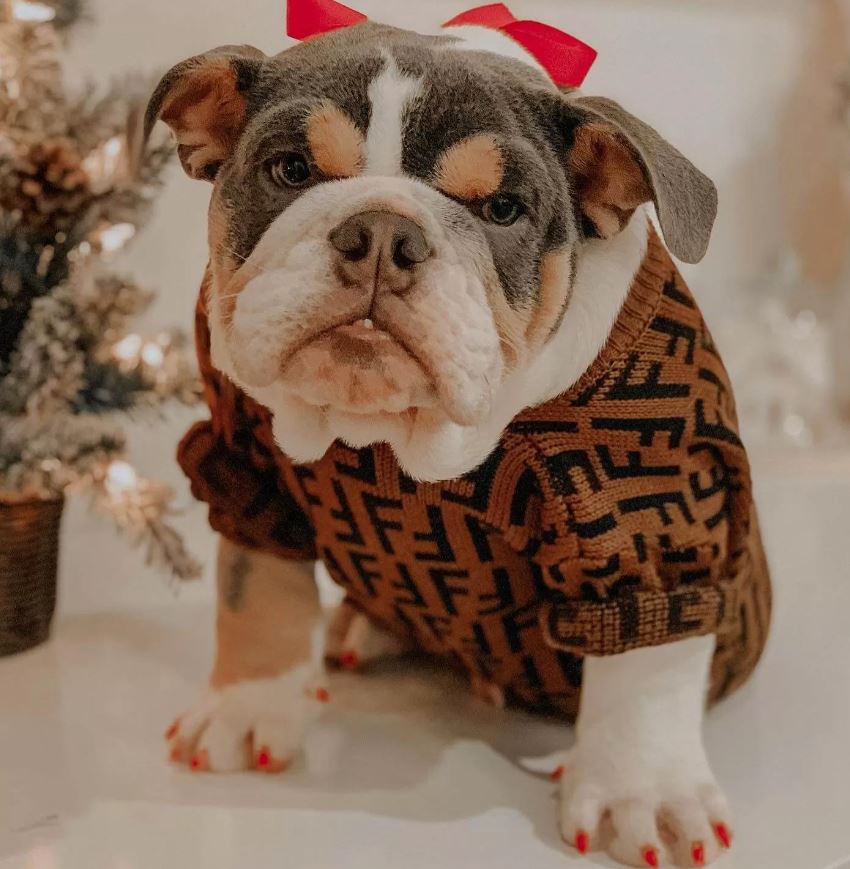 7 Cutest English Bulldog Sweaters To Stay Warm This Winter - English ...
