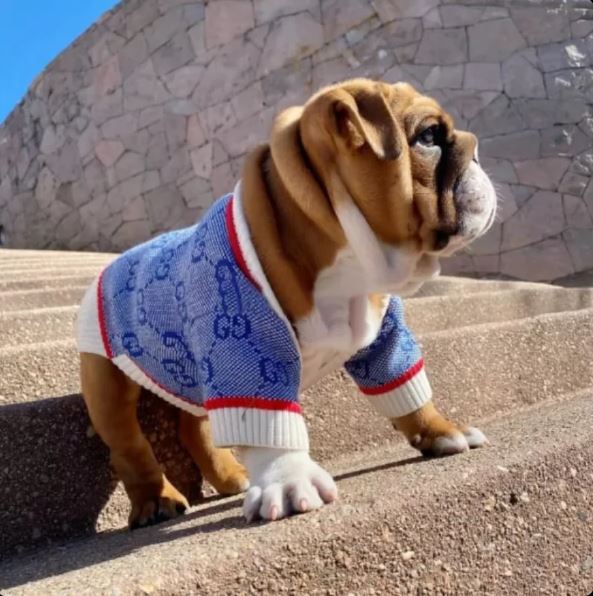 7 Cutest English Bulldog Sweaters To Stay Warm This Winter - English ...