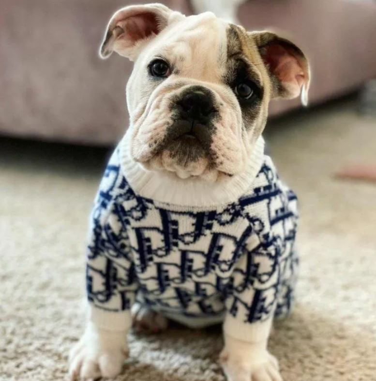 7 Cutest English Bulldog Sweaters To Stay Warm This Winter - English ...