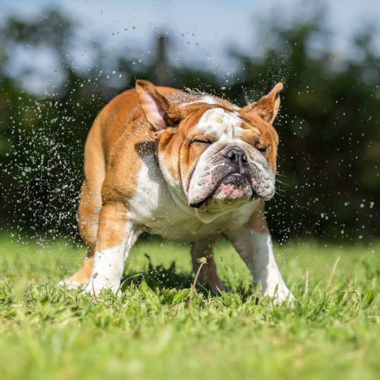 English Bulldog Head Shaking: Reasons and Treatment