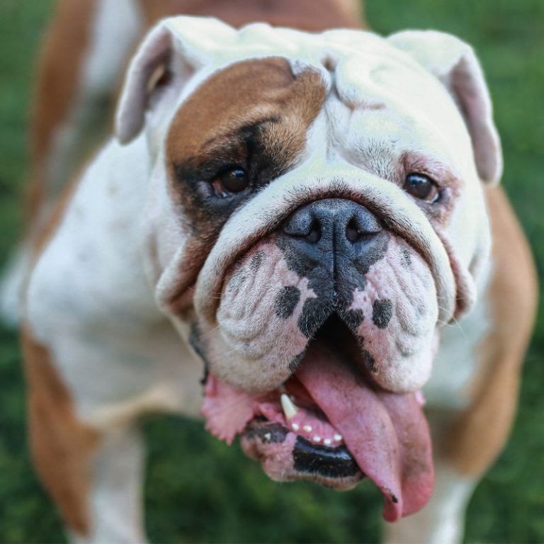 English Bulldog Head Shaking: Reasons and Treatment