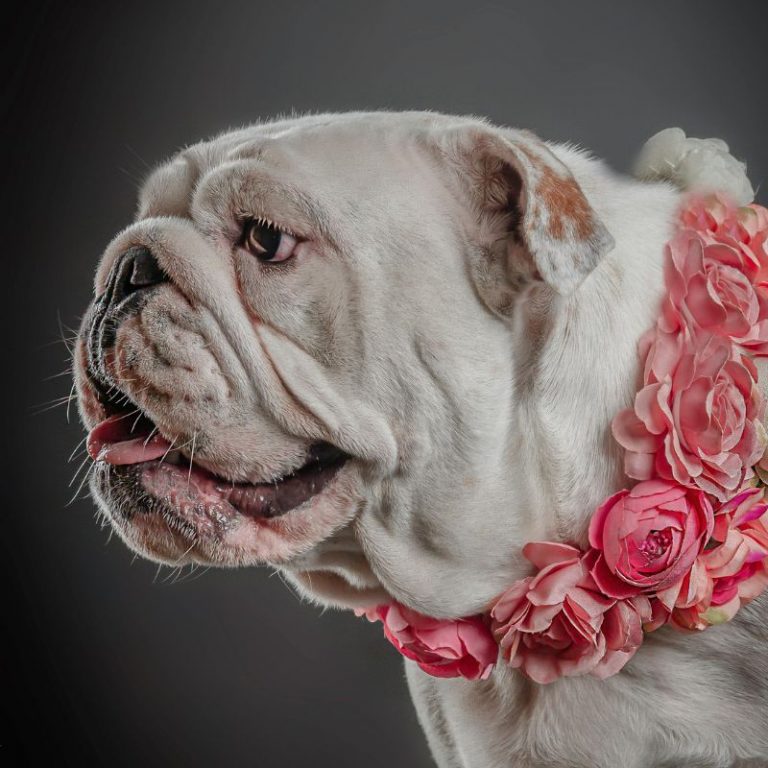 English Bulldog Head Shaking: Reasons and Treatment