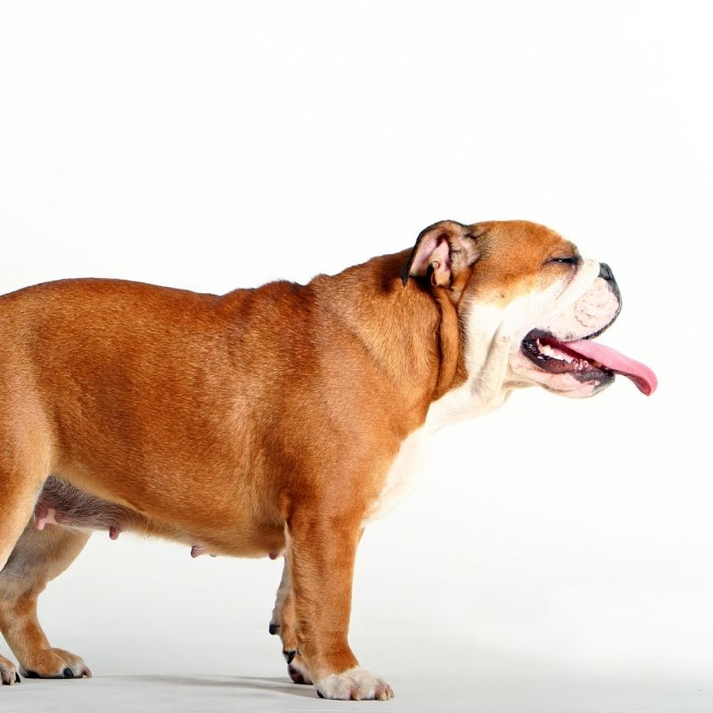 English Bulldog Teeth: How To Keep Them Healthy and Clean?