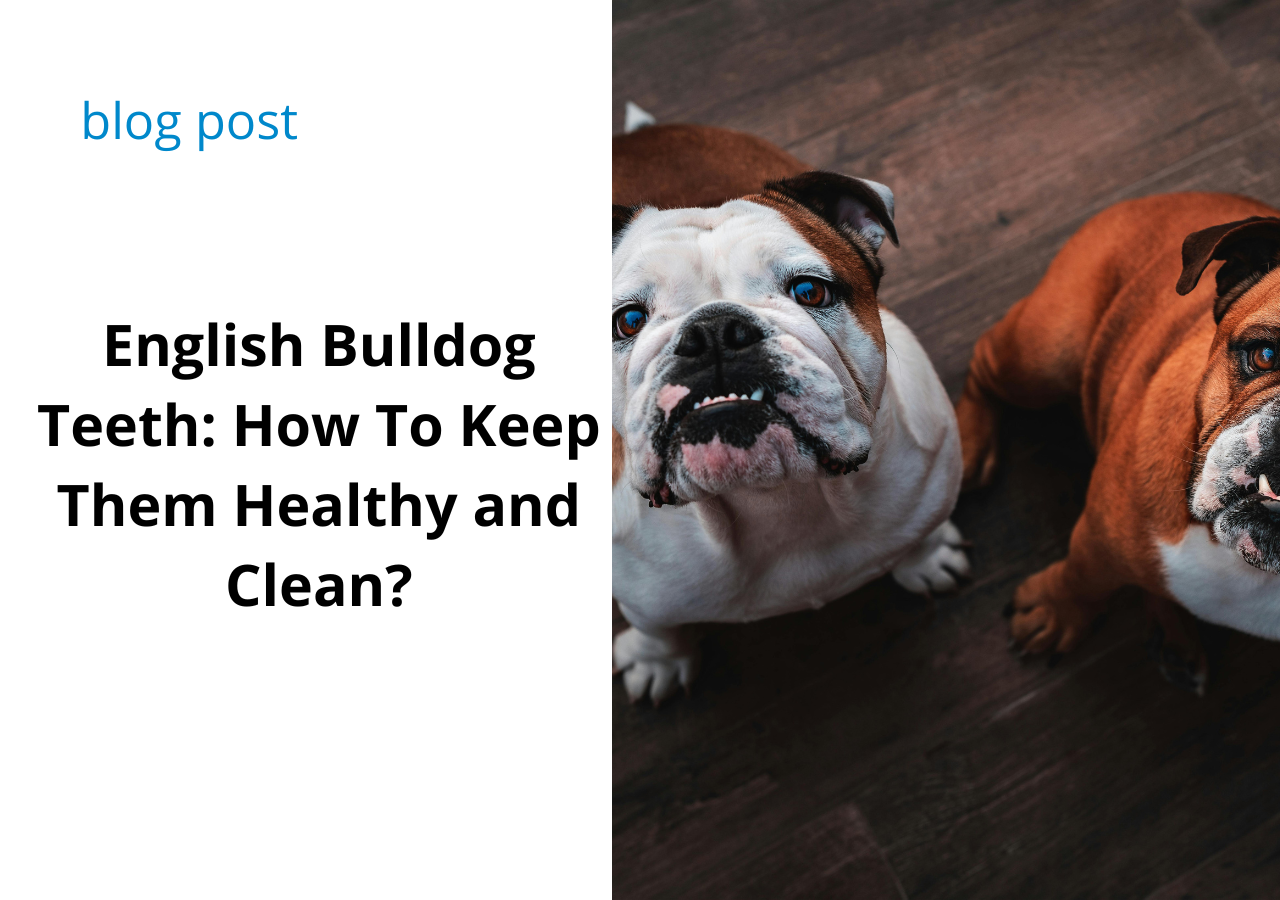 English Bulldog Teeth: How To Keep Them Healthy and Clean?