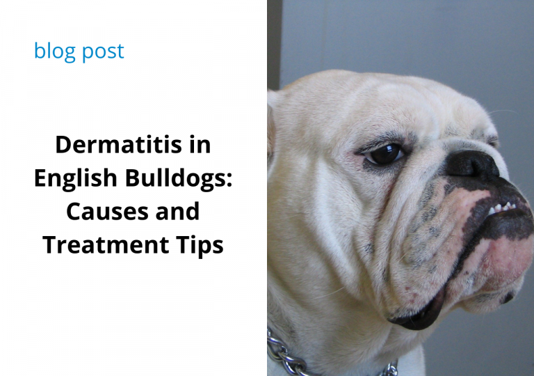Dermatitis in English Bulldogs: Causes and Treatment Tips - English ...