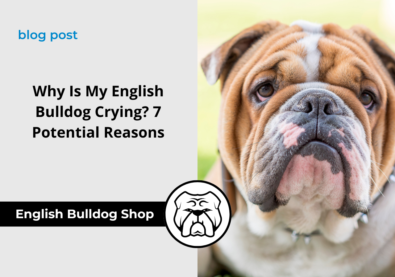 Why Is My English Bulldog Crying? 7 Potential Reasons - English Bulldog ...