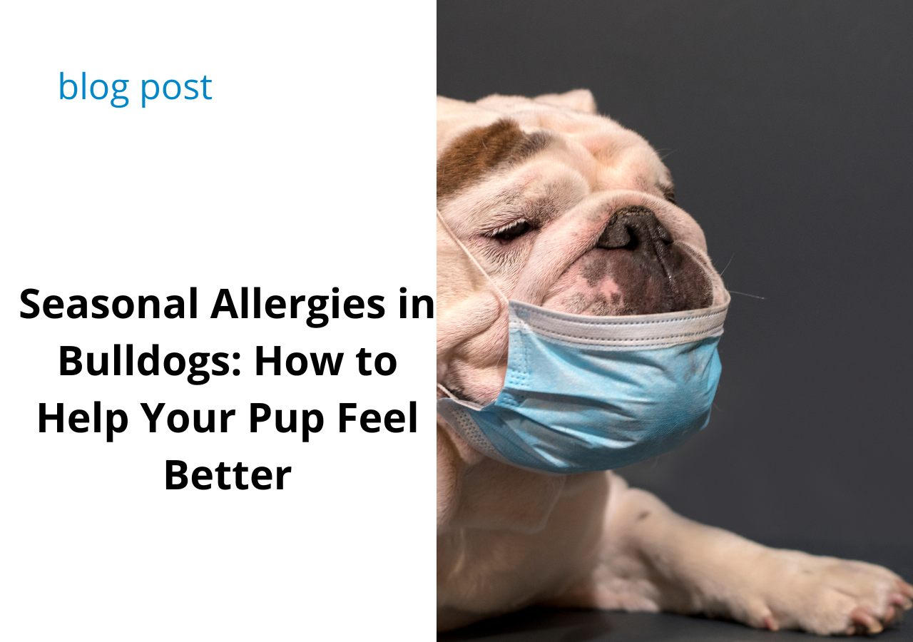 Seasonal Allergies in Bulldogs: How to Help Your Pup Feel Better ...
